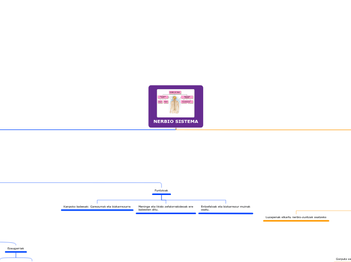 NERBIO SISTEMA - Mind Map